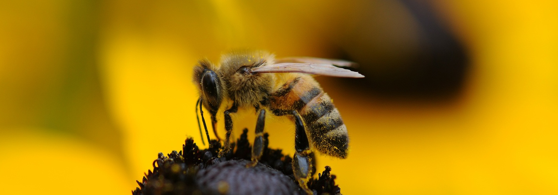 bee careful - Change M